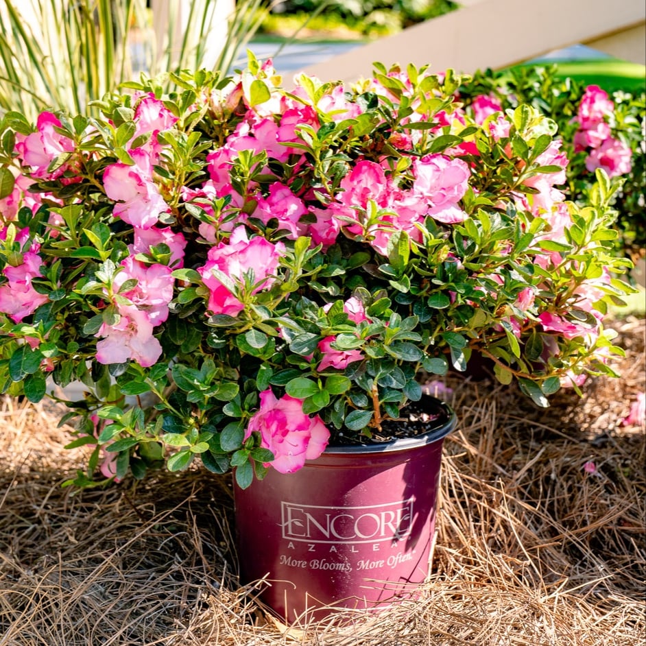 Buddy Lee Does It Again: New Encore Azalea