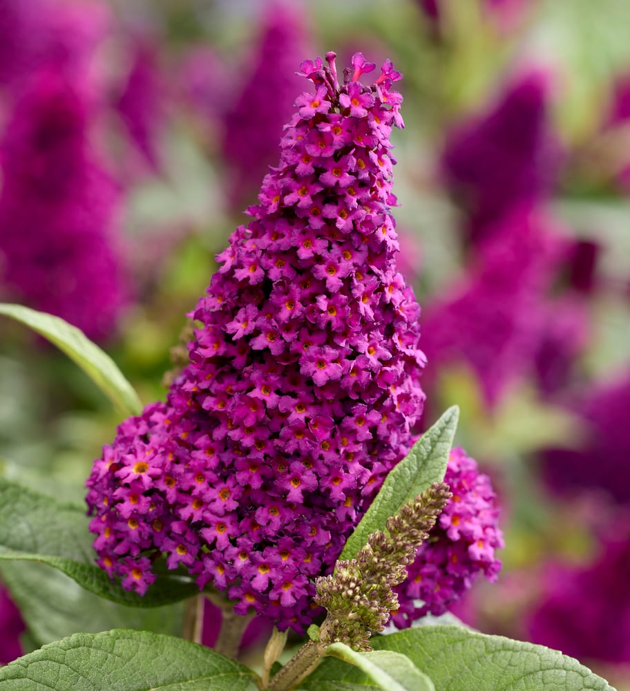 California Spring Trials 2026: Moody Meets Metallic in the Latest Plant ...